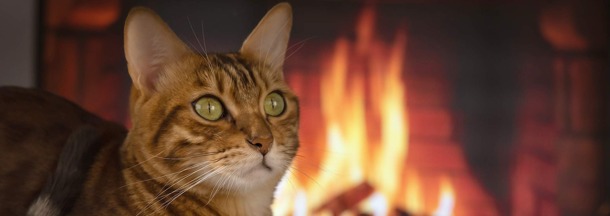5 Tips to Protect Your Pets From Fire Danger - My Pet Insider